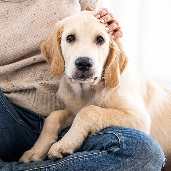 East Wind Animal Hospital