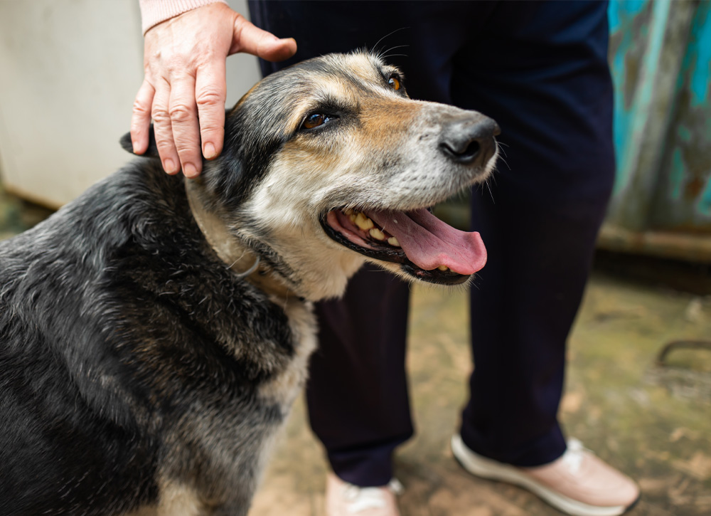 Preventative Care – East Wind Animal Hospital