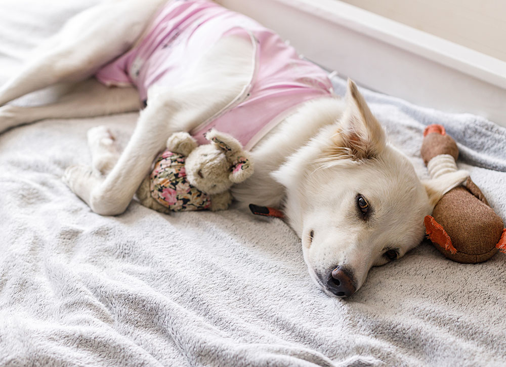 Surgery – East Wind Animal Hospital