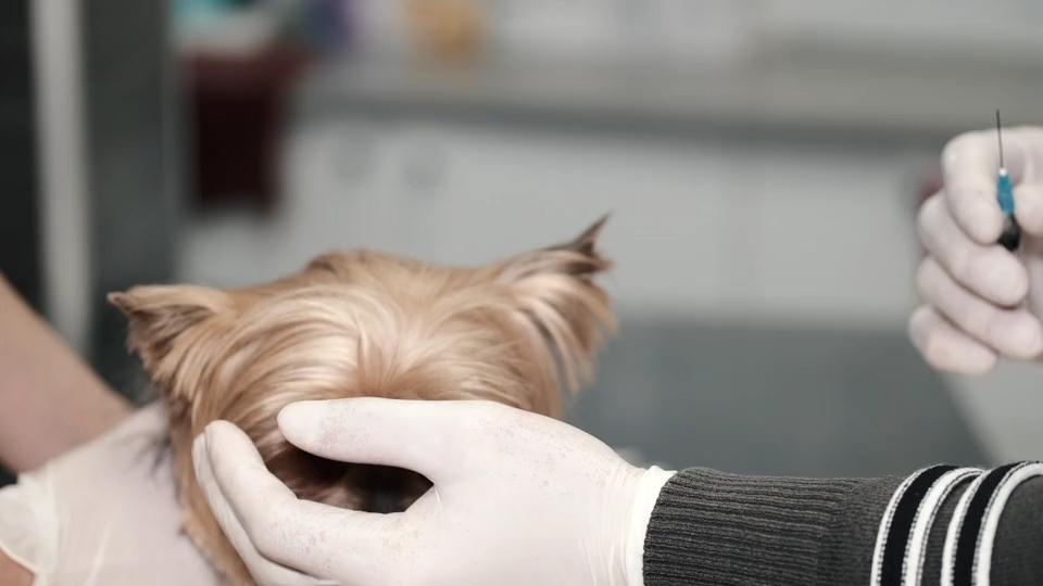 Preventative Care – East Wind Animal Hospital